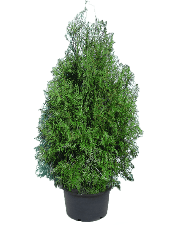 Plantation d'une haie de cèdres - Prix compétitifs - Novert